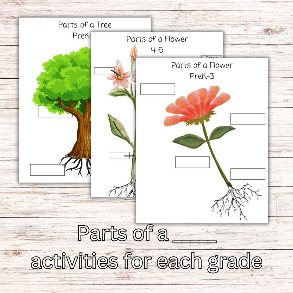 K-12 Botany Unit Study, Homeschool Curriculum (digital Download) - Etsy