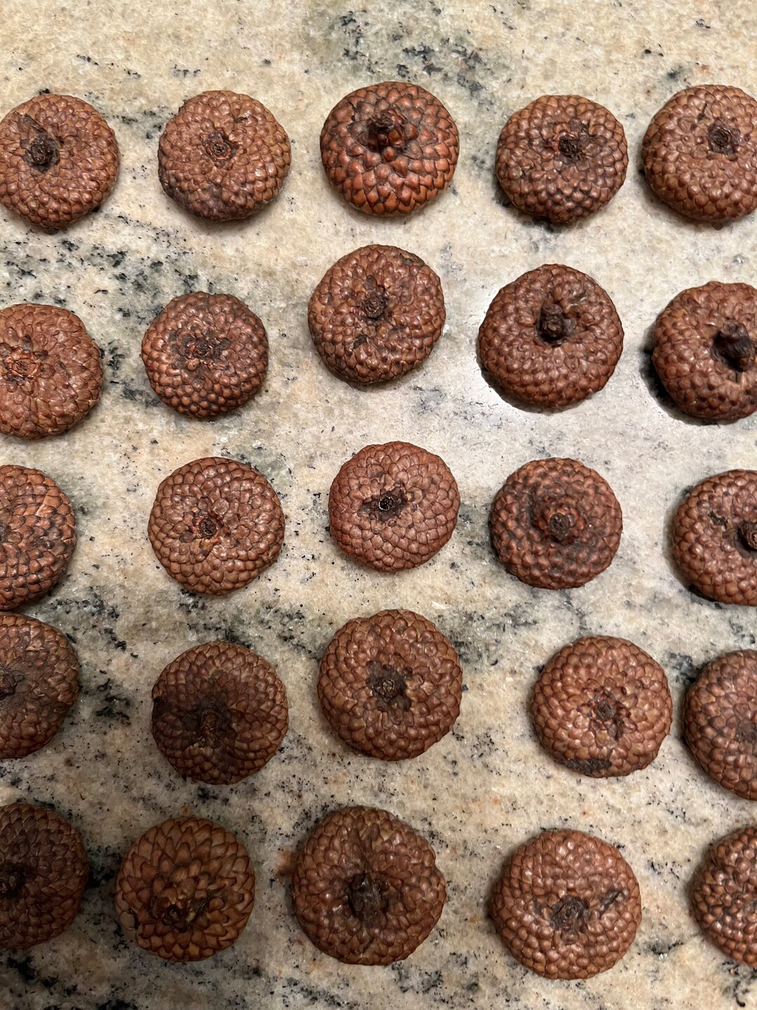 70 Acorn Caps - Oaks From Illinois Hand Curated - Etsy