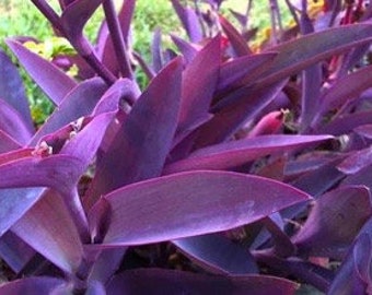 Queen Secretia Plant - Etsy