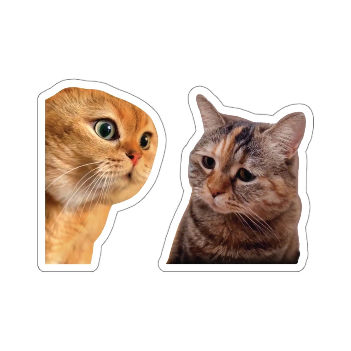 Funny Cats Talking Tiktok Meme, Two Cats Talking Meme, Cats Talking ...