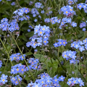 Forget Me Not Memorial Pin, Flower Design, Funeral Favour Remembrance ...