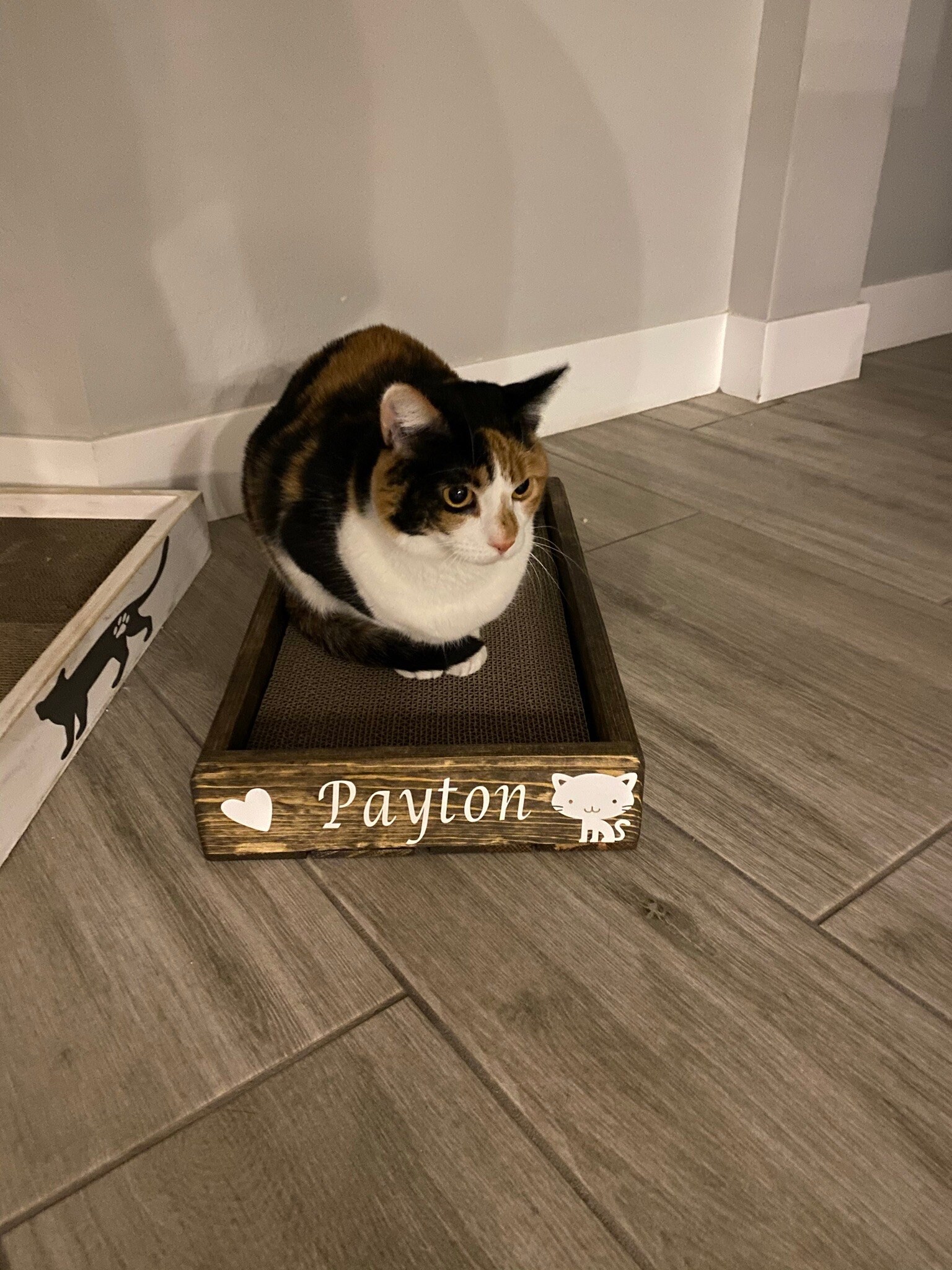 Cat Scratch Box - Etsy