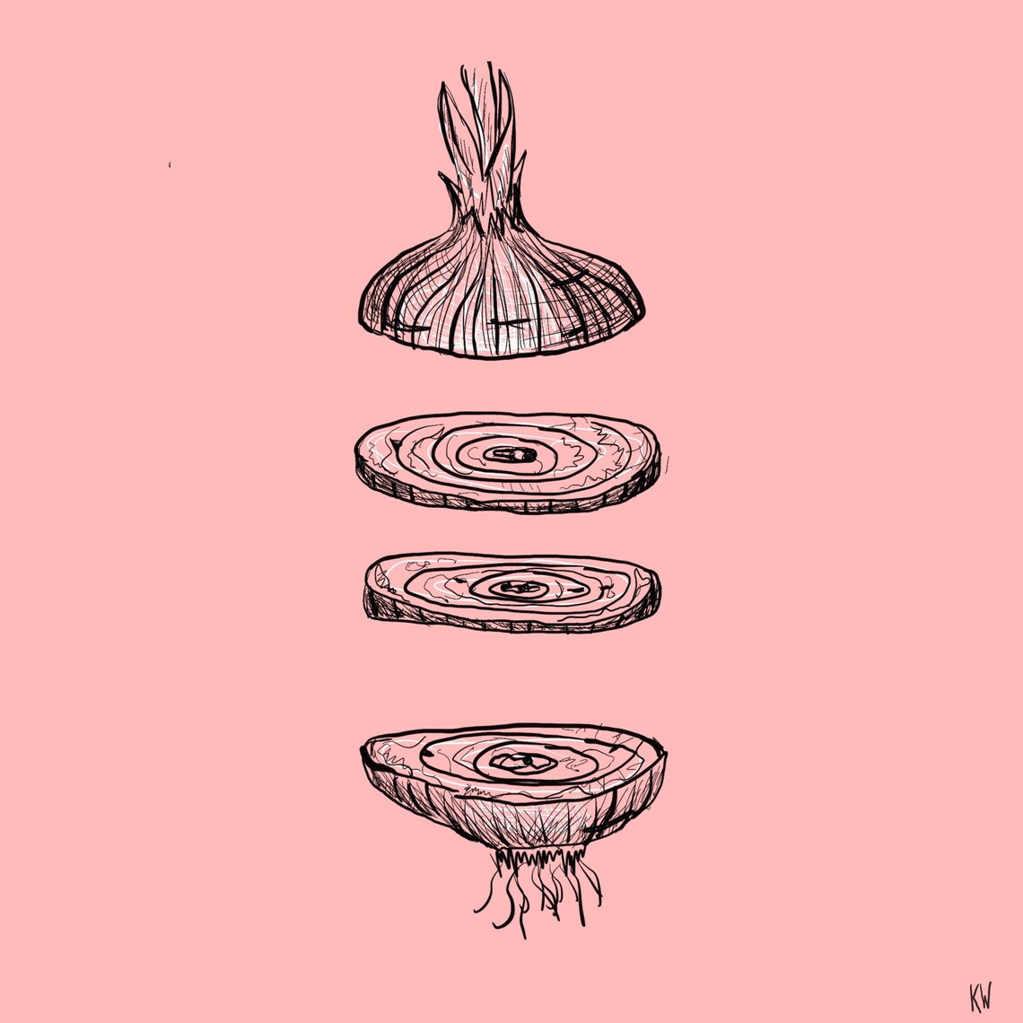 Onion Art Print - Etsy