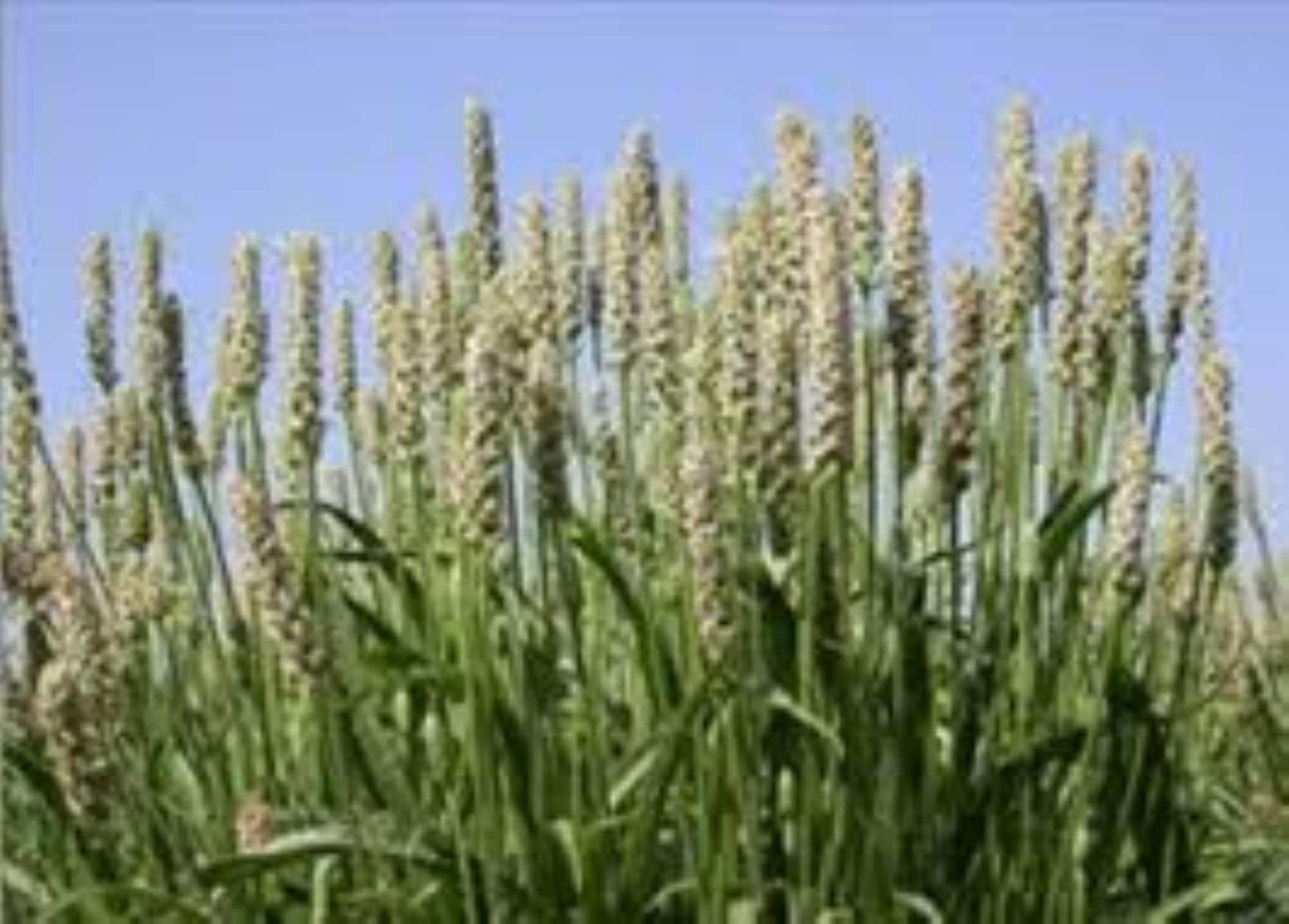 Organic Psyllium Husk plantago Ovata - Etsy