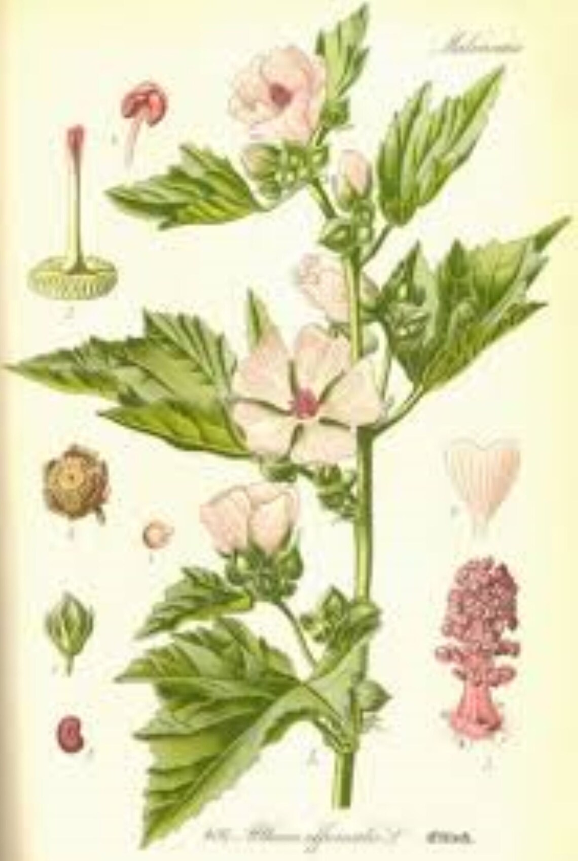 Organic Marshmallow Root (althea Officinalis) - Etsy UK