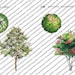 Landscape Tree Plan View and Elevation Plant Materials Graphics ...