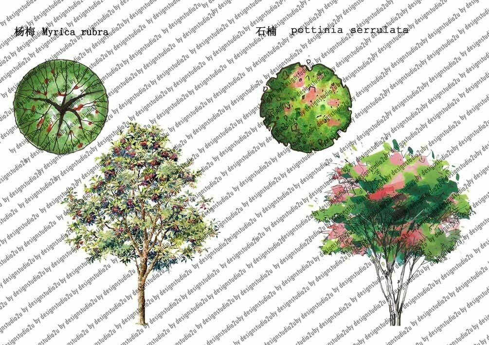 Landscape Tree Plan View and Elevation Plant Materials Graphics ...