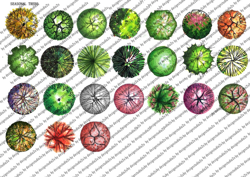 Landscape Tree Planarchitectural Illustration Tree Plan View PNG/PSD ...