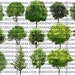 Photoshop- Tree Elevations PNG Landscape Architectural Graphics Clipart ...