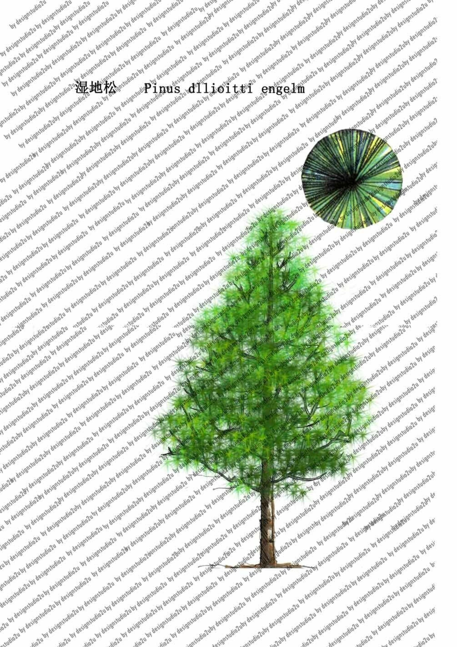 Landscape Tree Plan View and Elevation Plant Materials Graphics ...