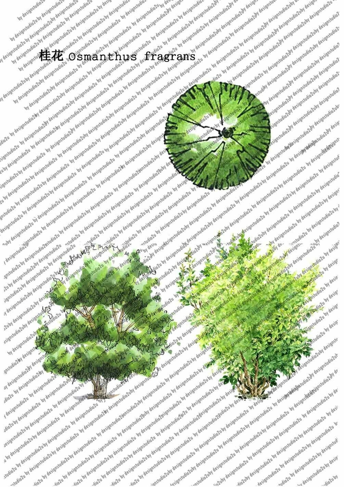 Landscape Tree Plan View and Elevation Plant Materials Graphics ...