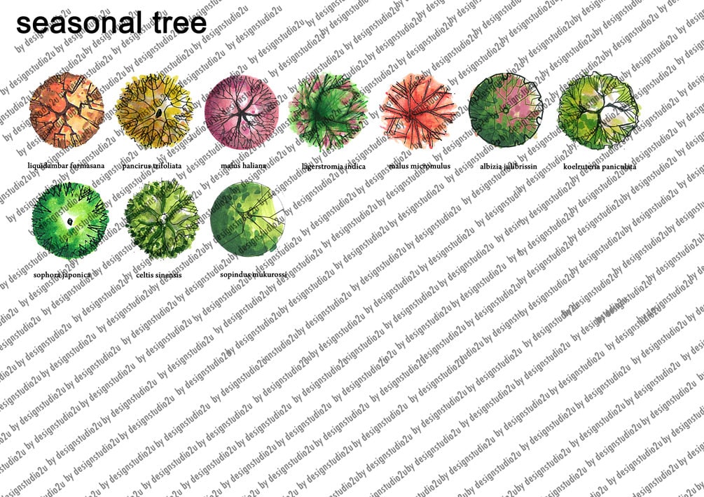 Landscape Tree Planarchitectural Illustration Tree Plan View PNG/PSD ...