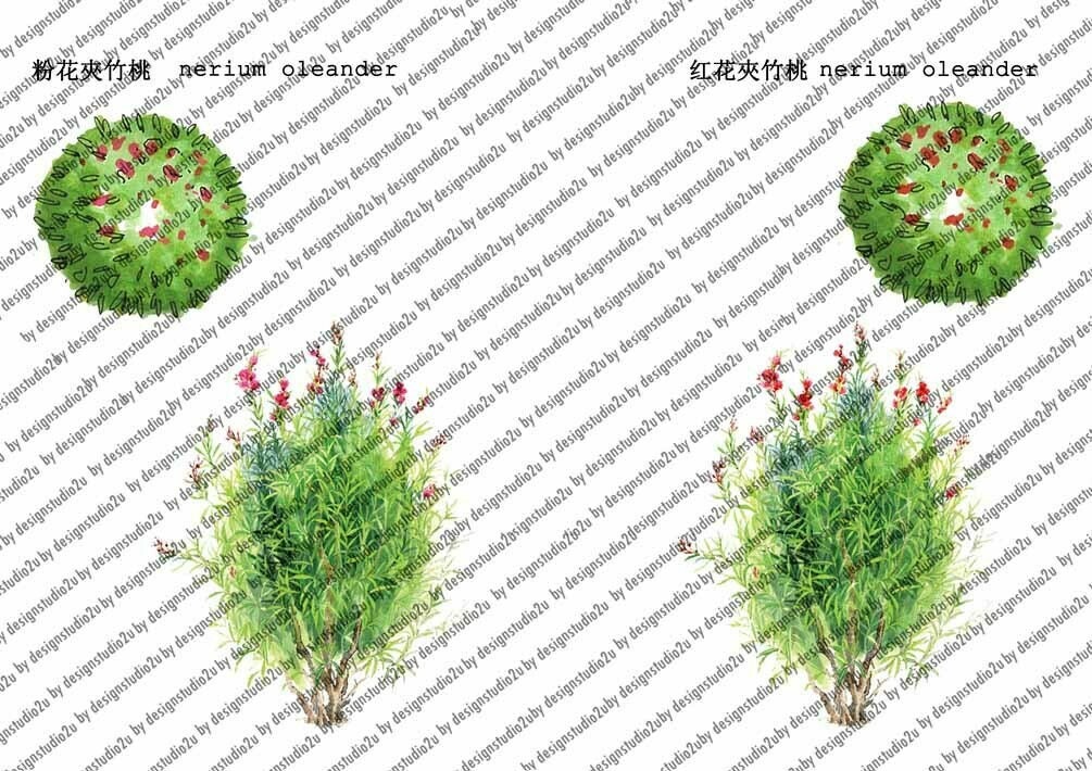 Landscape Tree Plan View and Elevation Plant Materials Graphics ...