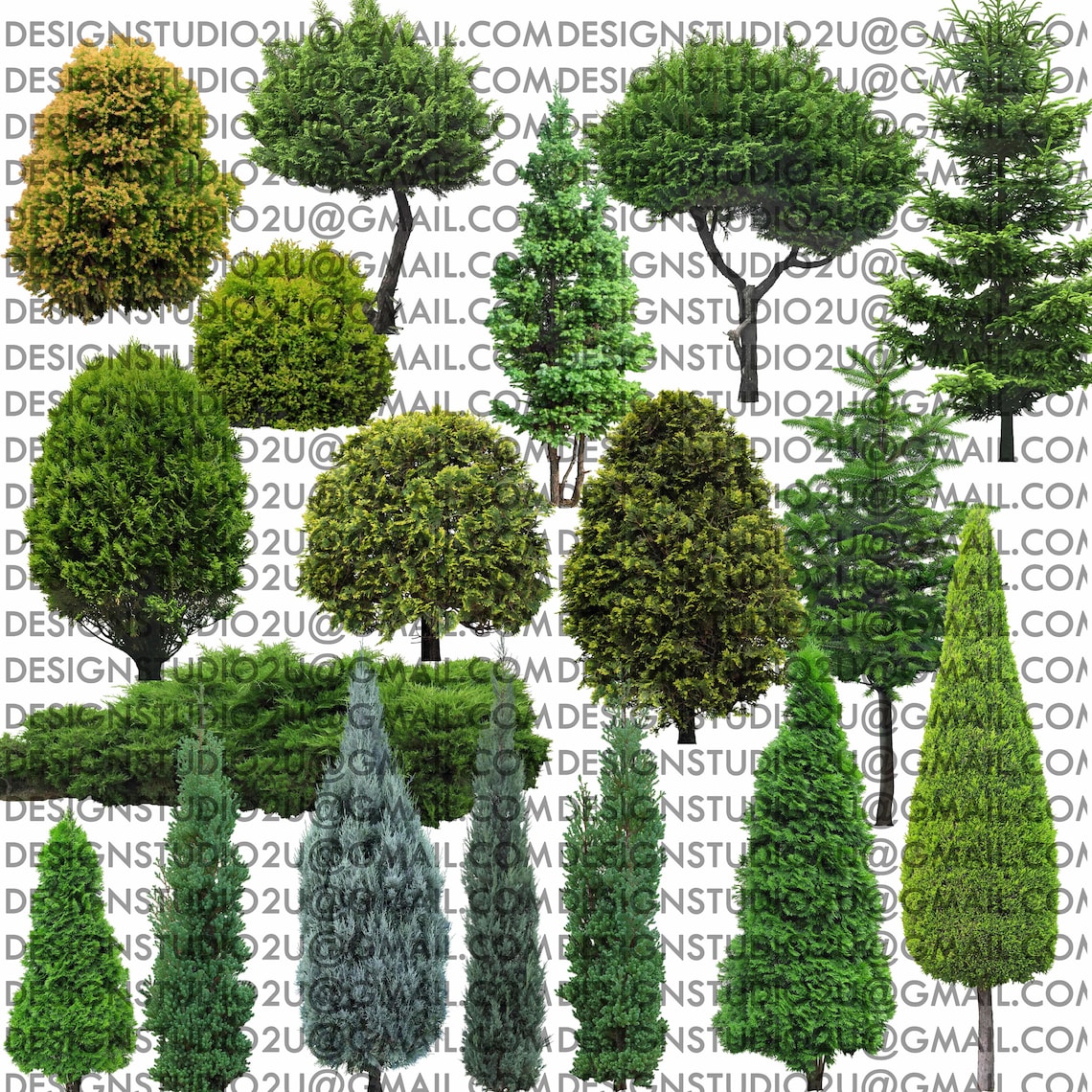 Photoshop- Tree Elevations PNG Landscape Architectural Graphics Clipart ...