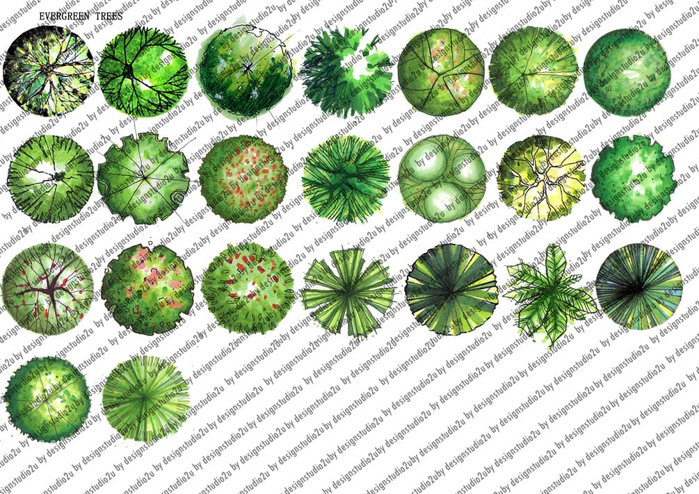 Watercolor Tree Plan View: Architectural Illustration (PNG/PSD/JPEG) - Etsy