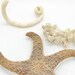Vintage Starfish Marine Tube Worm Shell Coral Natural Specimen ...