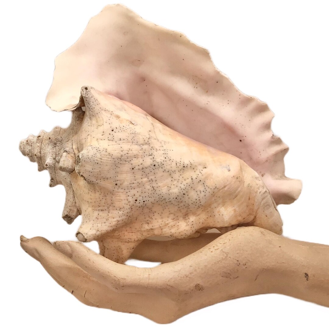 Large Vintage Queen Conch Sea Shell Curiosity Specimen Nautical Coastal Home Decor - Etsy