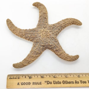 Vintage Starfish Marine Tube Worm Shell Coral Natural Specimen ...