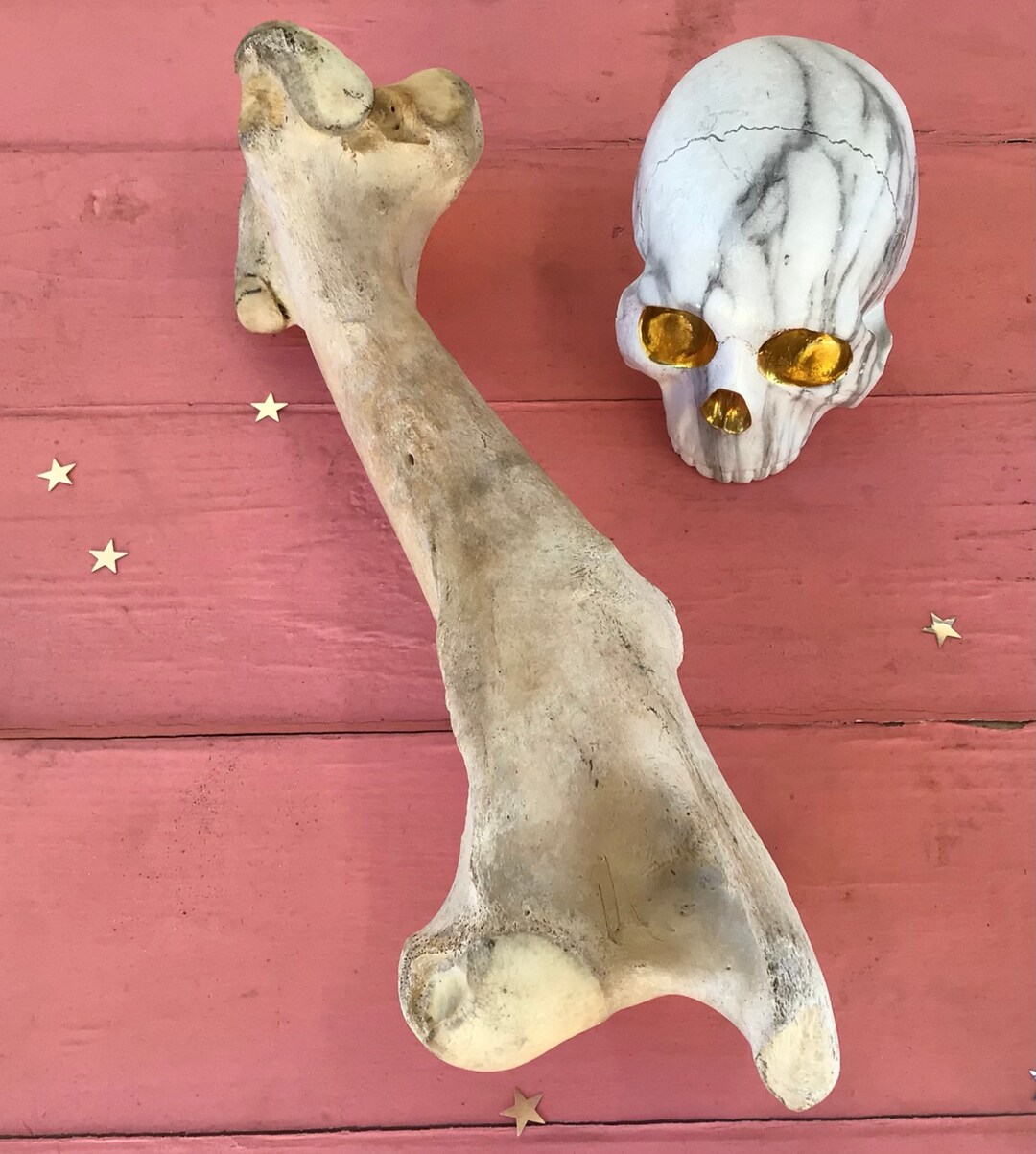 Large Vintage Medical Specimen Cow Leg Femur Bone Oddity - Etsy