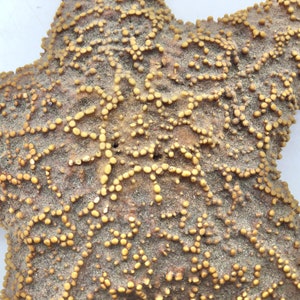 Vintage Starfish Marine Tube Worm Shell Coral Natural Specimen ...