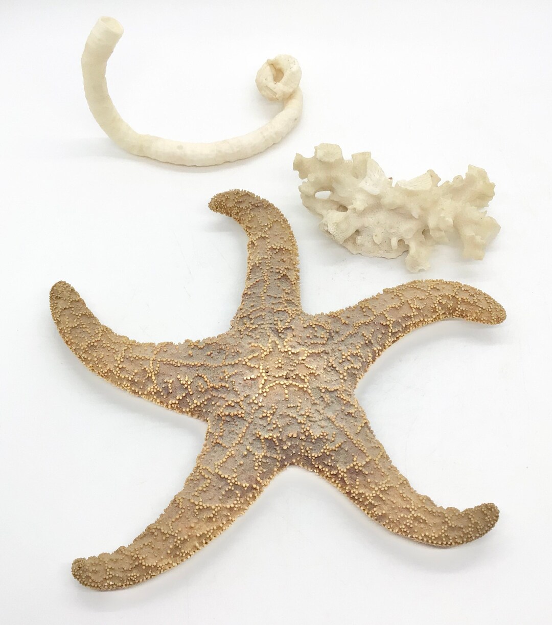 Vintage Starfish Marine Tube Worm Shell Coral Natural Specimen ...
