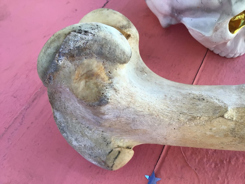 Large Vintage Medical Specimen Cow Leg Femur Bone Oddity - Etsy