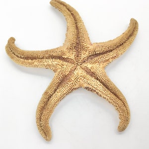 Vintage Starfish Marine Tube Worm Shell Coral Natural Specimen ...