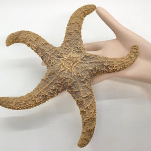 Vintage Starfish Marine Tube Worm Shell Coral Natural Specimen ...