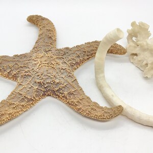 Vintage Starfish Marine Tube Worm Shell Coral Natural Specimen ...