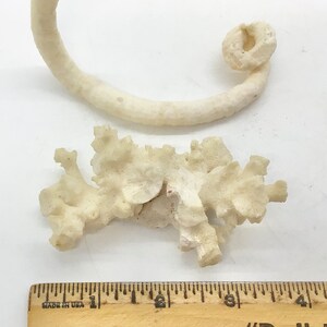 Vintage Starfish Marine Tube Worm Shell Coral Natural Specimen ...