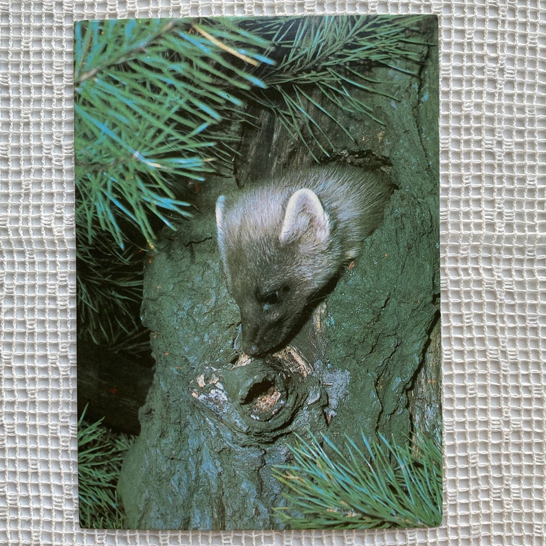 Set 5 Vintage Soviet Postcards Zoo Park, Crowned Cranes, Roe Deer ...