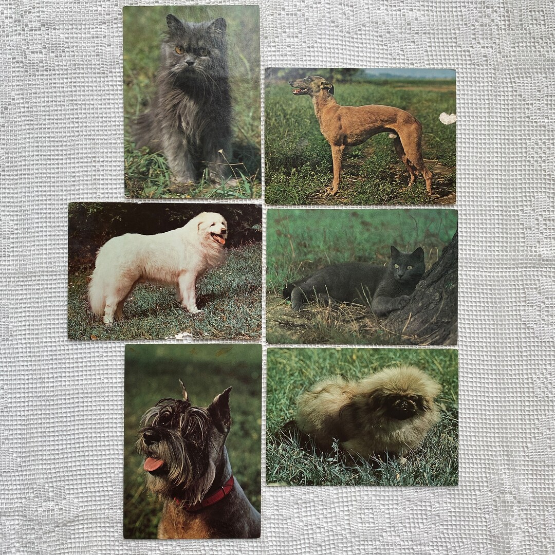 Set 6 Vintage Postcards Cats and Dogs, Blue Persian Cat, Slovakian ...