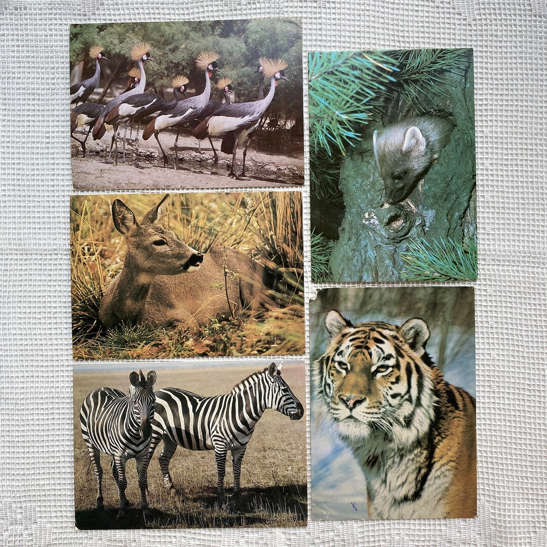 Set 5 Vintage Soviet Postcards Zoo Park, Crowned Cranes, Roe Deer ...