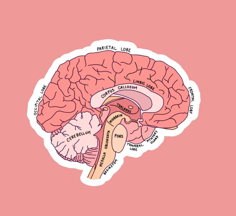 Brain Anatomy | Laminated Sticker - Etsy