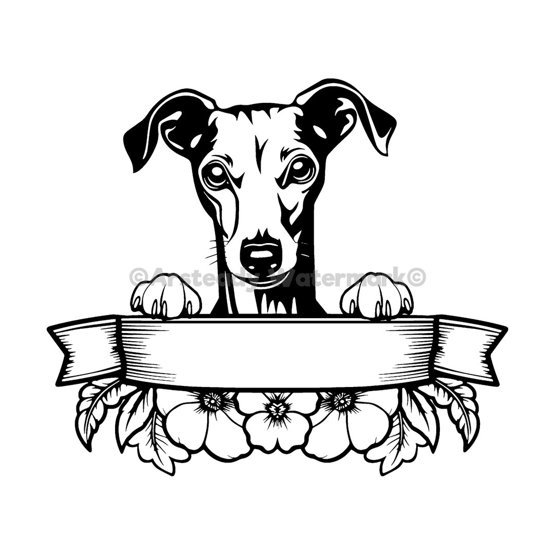 Italian Greyhound Peeking Dog in Vintage Banner With Florals SVG, PNG ...