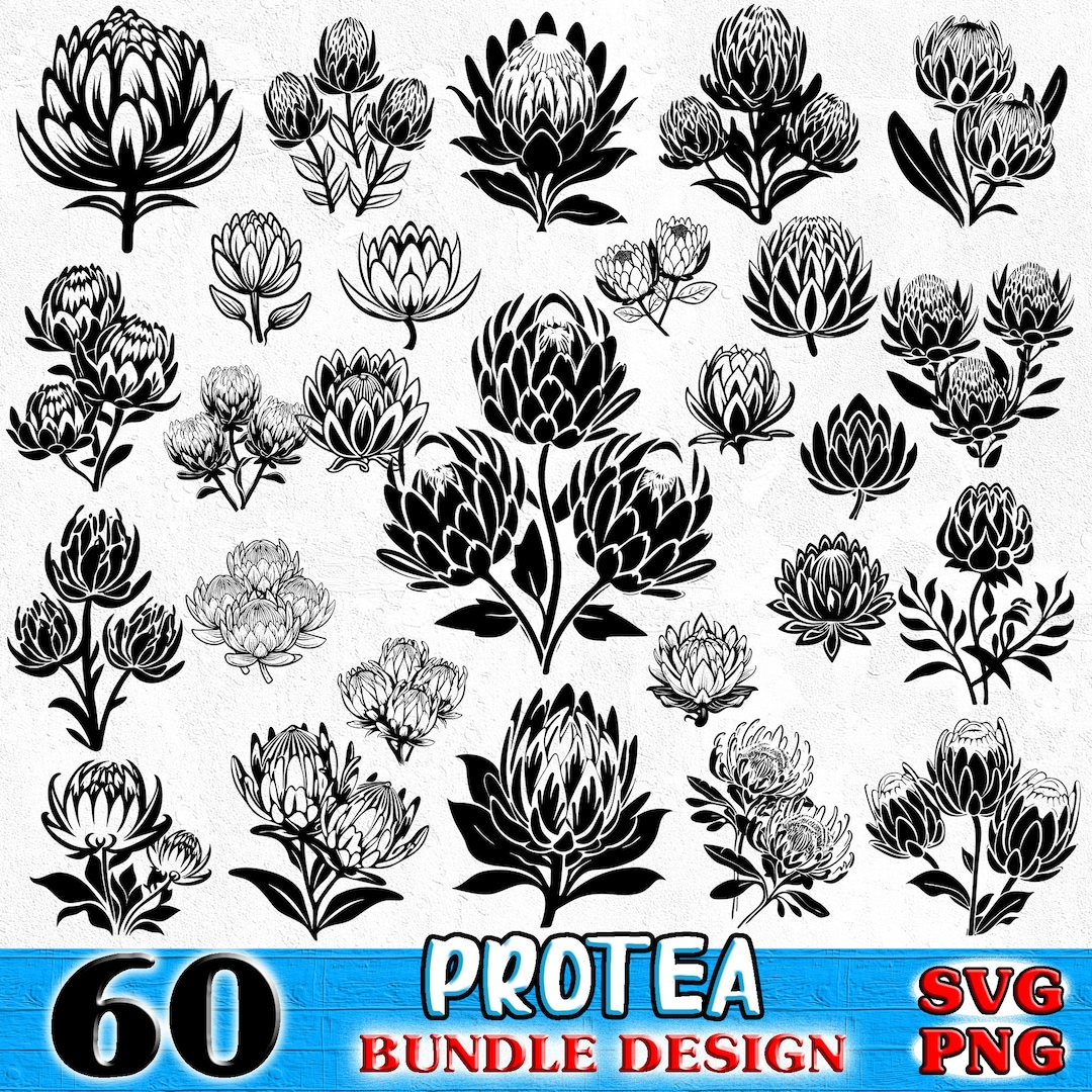 Protea Flowers Bundle SVG, PNG Instant Digital Downloads - Etsy