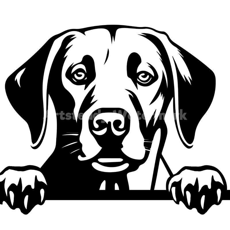 Peeking Lab Svg - Etsy