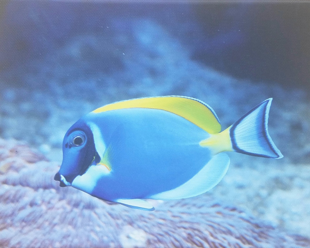 Blue Tang Dory Tropical Fish Underwater Ocean Photography Print on ...