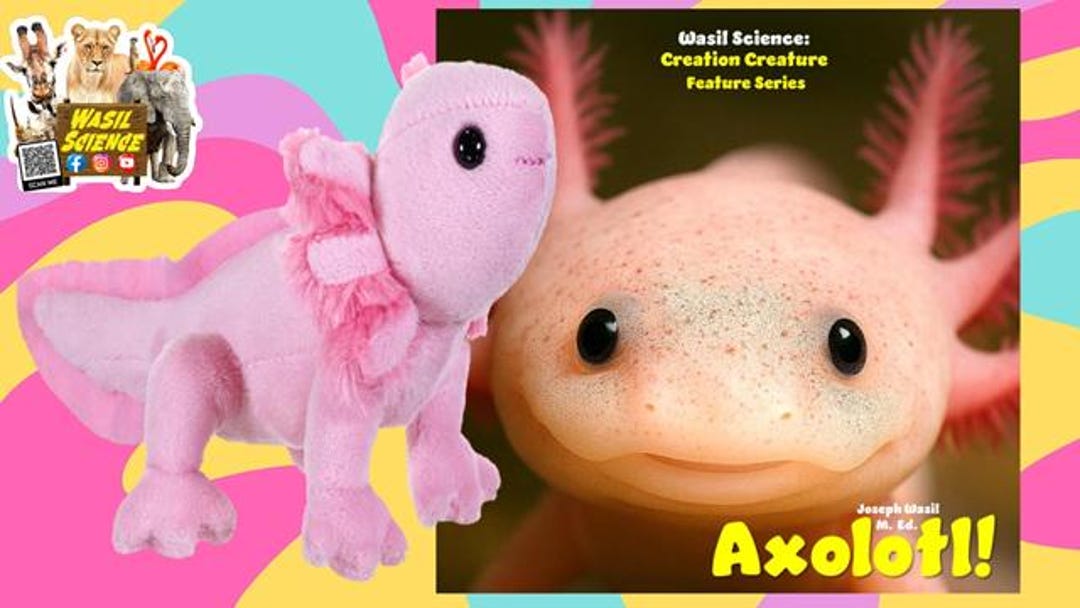 Creation Creature Feature Book & Buddy BUNDLES - Etsy