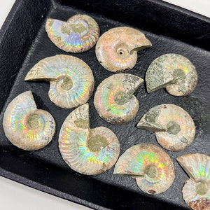 Madagascar Rainbow Ammonite, Half Shell Raw Natural Ammonite Fossil ...