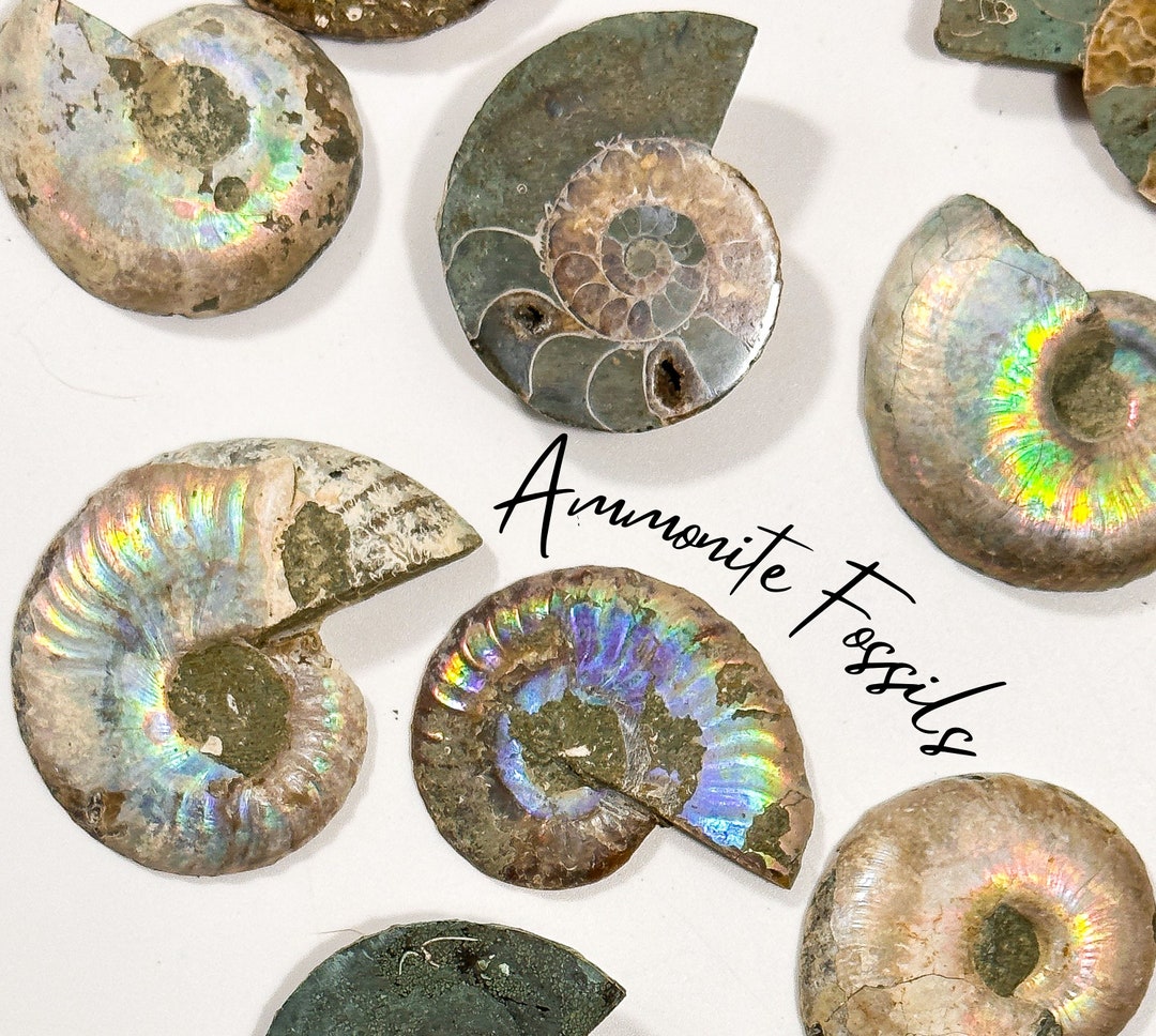 Madagascar Rainbow Ammonite, Half Shell Raw Natural Ammonite Fossil ...
