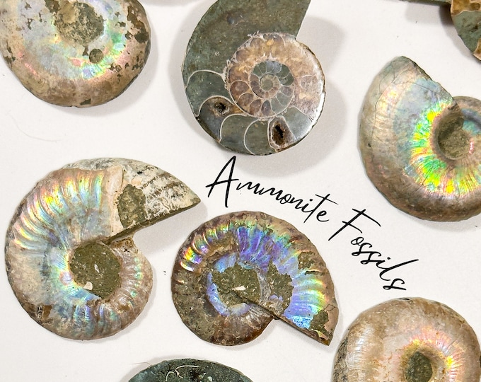Madagascar Rainbow Ammonite, Half Shell Raw Natural Ammonite Fossil ...