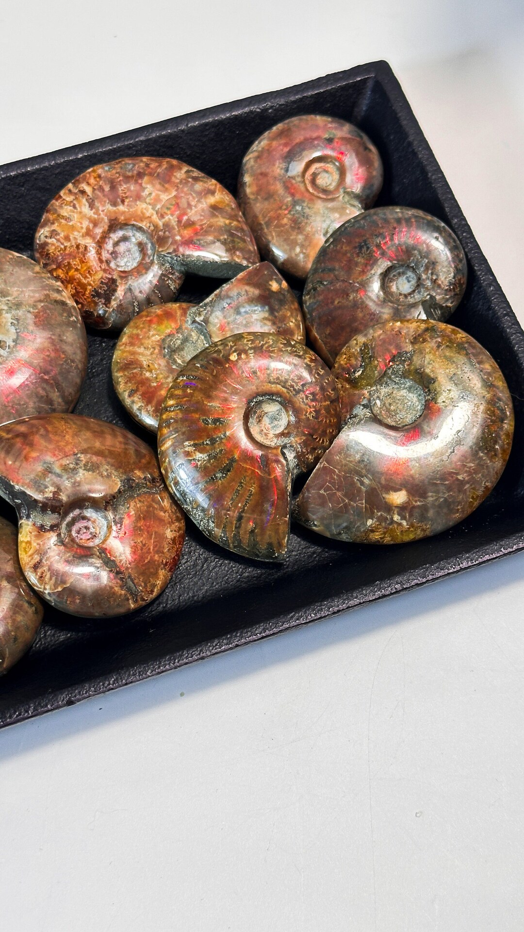 Madagascar Fire Rainbow Ammonite, Raw Natural Ammonite Fossil, Fire ...