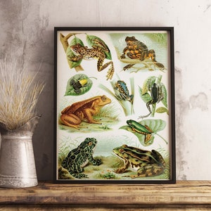 Frog Vintage Illustration Poster Print Vintage Frog Print Frog Modern ...