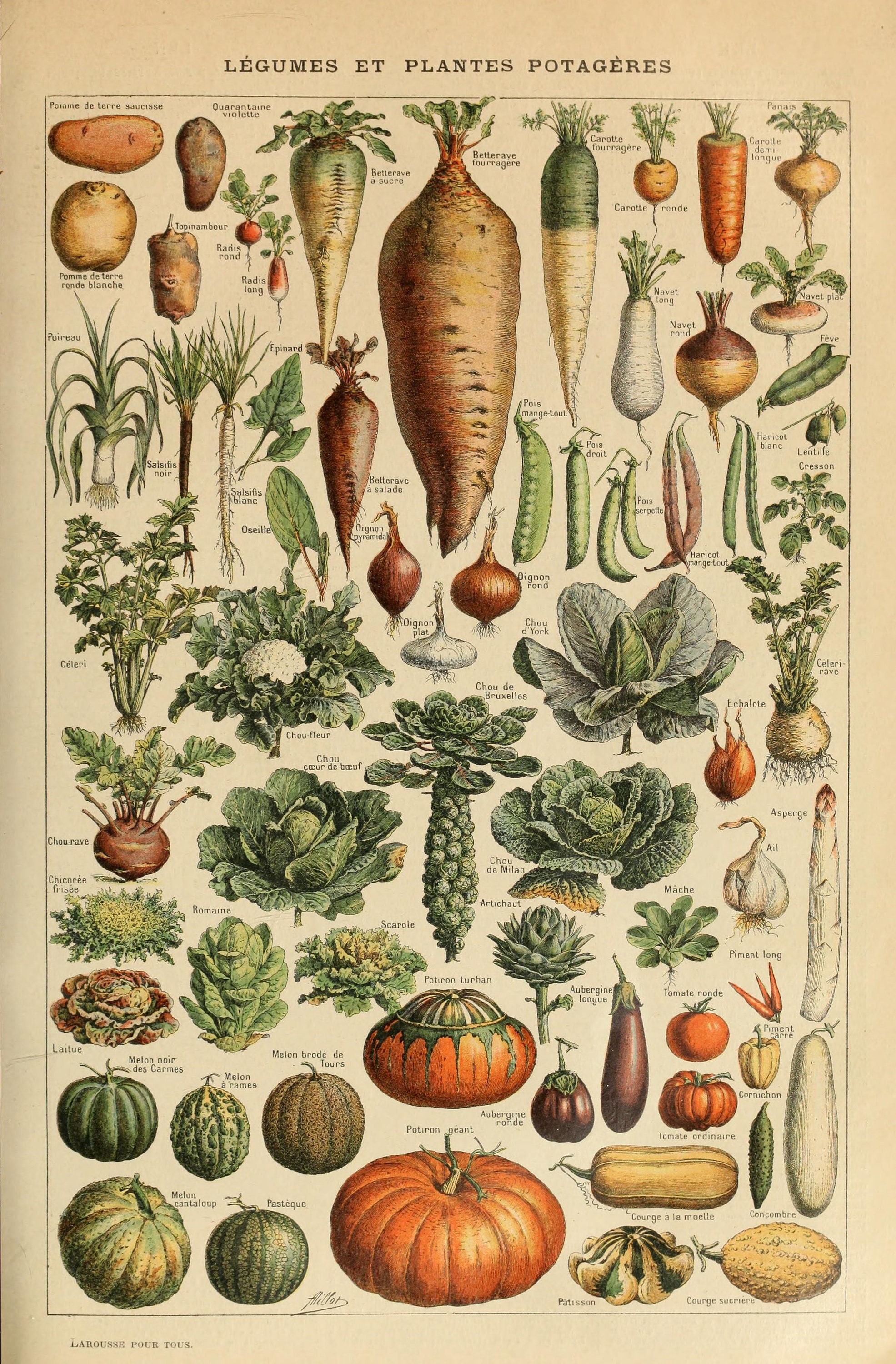 Vegetable Legumes Wall Chart Adolphe Millot Vegetables - Etsy