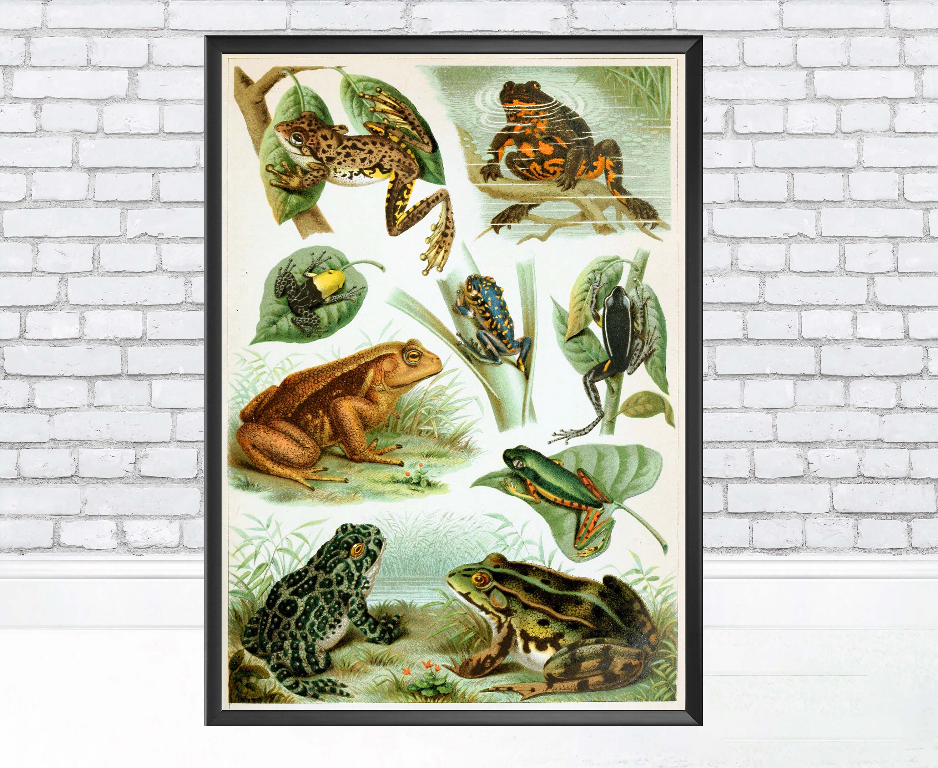 Frog Vintage Illustration Poster Print Vintage Frog Print | Etsy