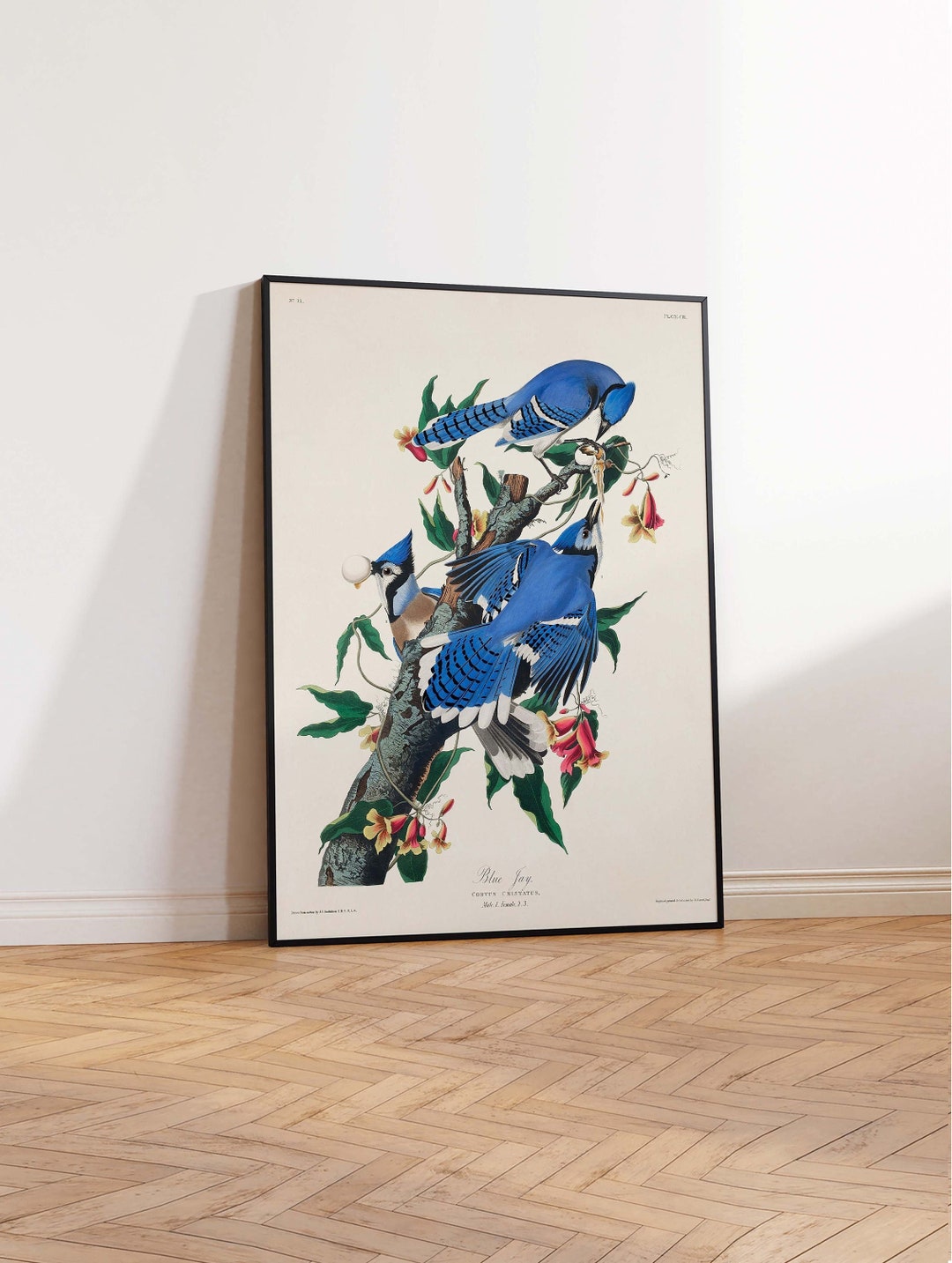 Blue Jay Print John James Audubon Birds of America Poster Print Birds ...