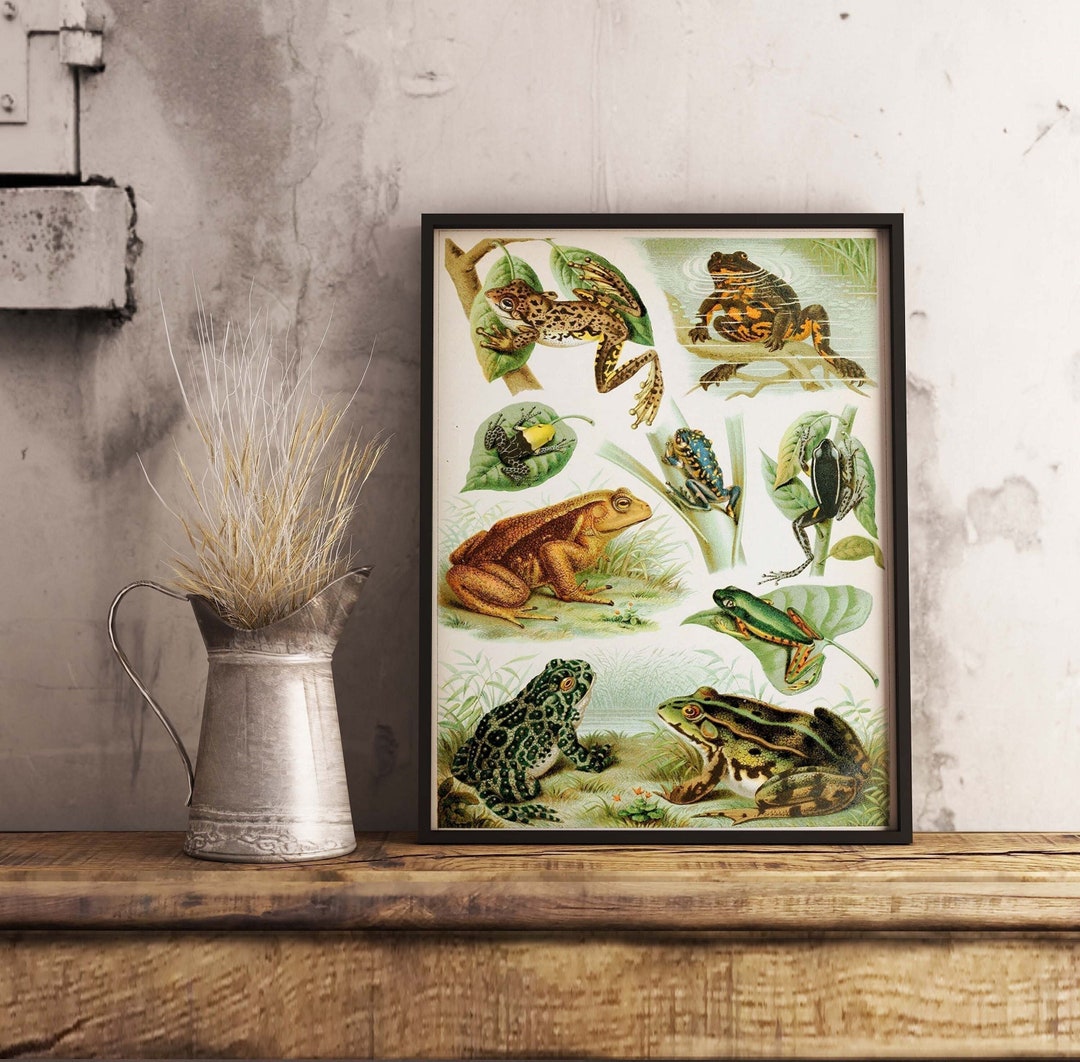 Frog Vintage Illustration Poster Print Vintage Frog Print Frog Modern ...
