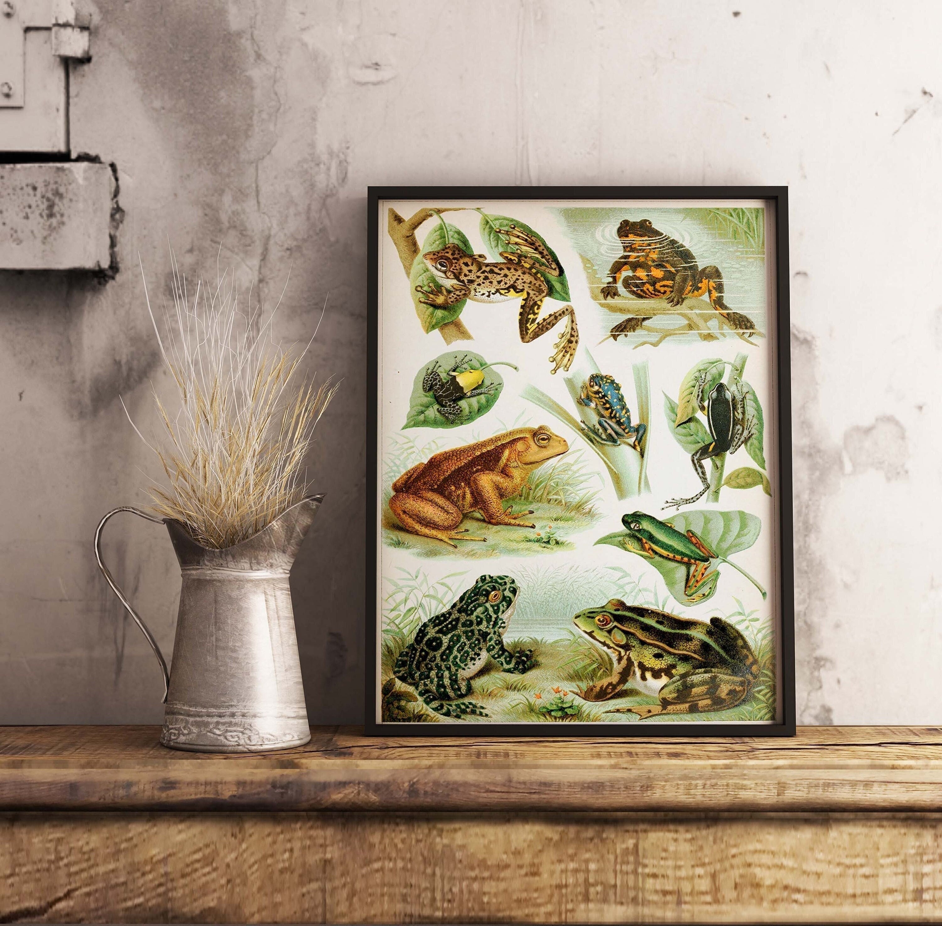 Frog Vintage Illustration Poster Print Vintage Frog Print Frog - Etsy UK