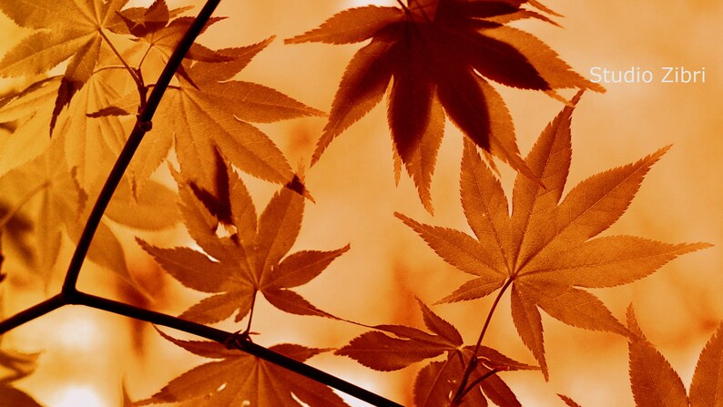 Fall Leaves Zoom Virtual Background